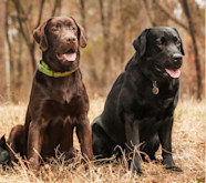 Labrador Retriever Breed Profile Things To Know Before Adopting A Labrador Retriever Breed Profile Things To Know Before Adopting A