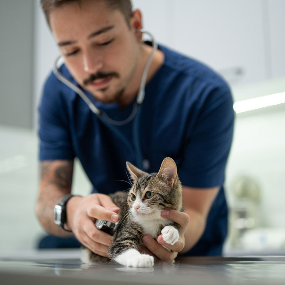 Kitten's First Vet Visit: How To Prepare For A Visit With The Vet
