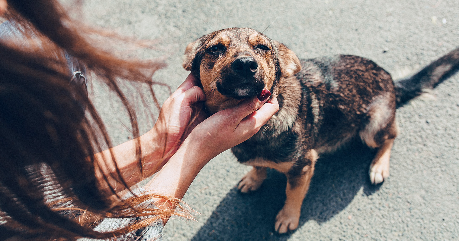 Who Will Pick Up a Stray Dog?