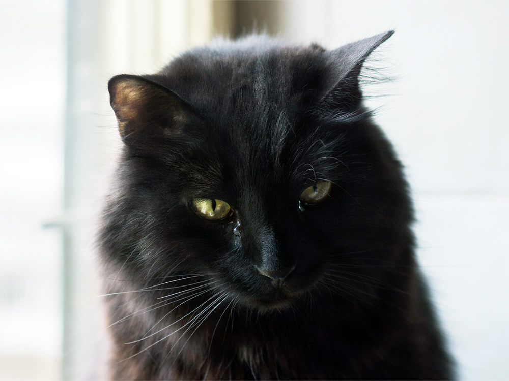 Can Cats Cry? Feline Behavior Explained