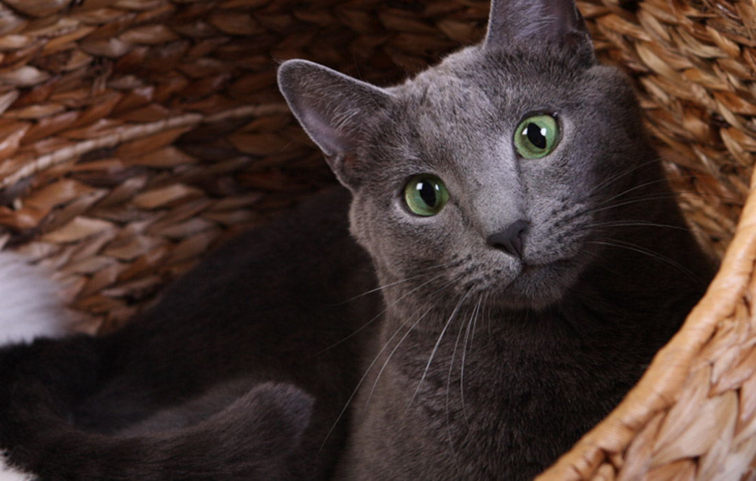 Russian Blue Cat Breed