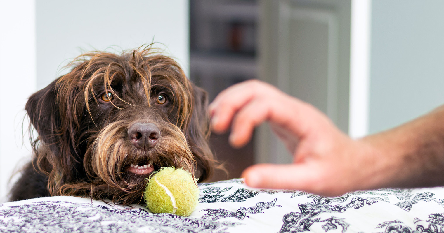 How Do You Calm An Aggressive Dog?