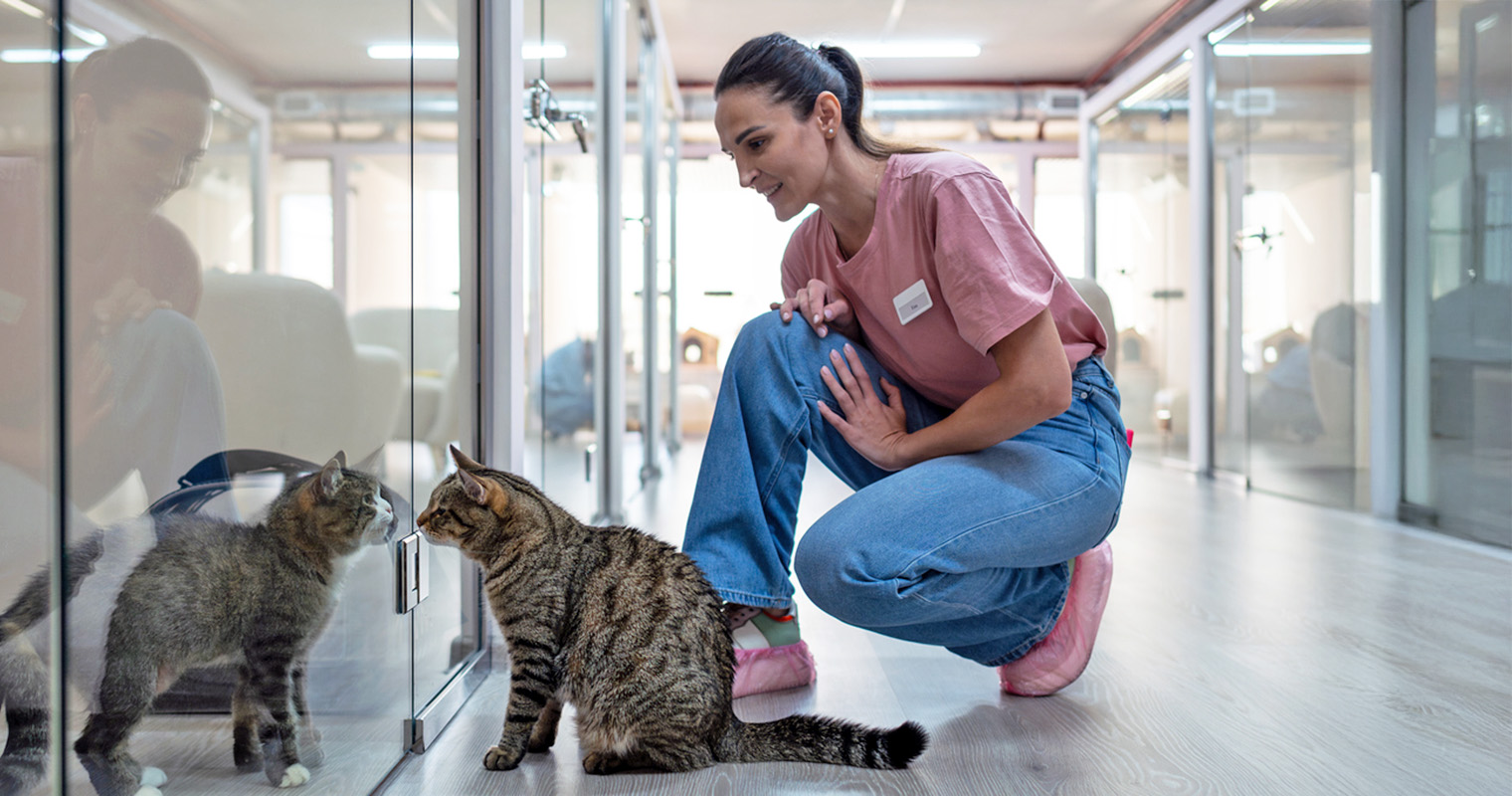 Adopt a Pet Certified Partner Program to Spotlight Standout Animal ...