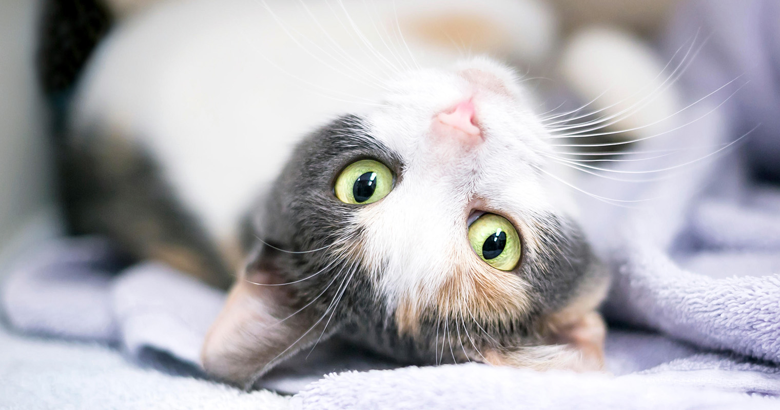 Dilute Calico: About These Rare Muted Cats