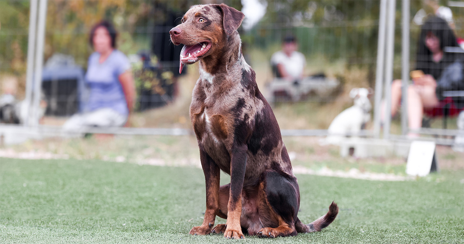 What Does It Mean to Surrender a Catahoula Leopard Dog?