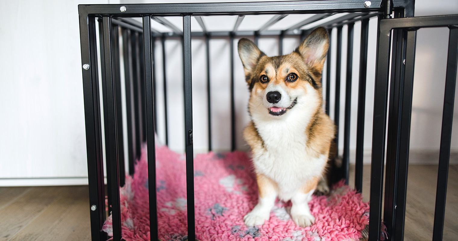 What is the Best Way to Rehome a Corgi?