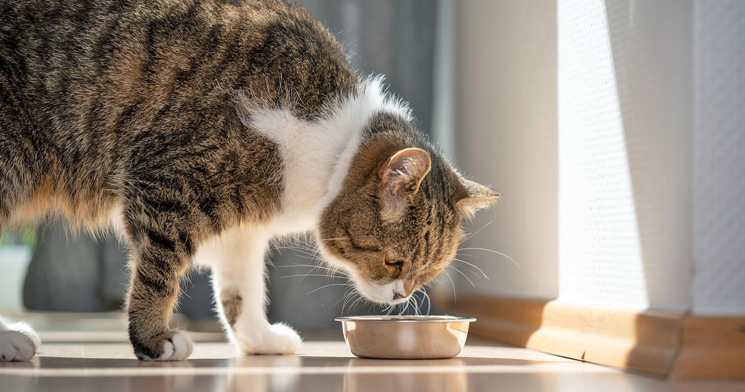 How to Transition a Cat to New Food