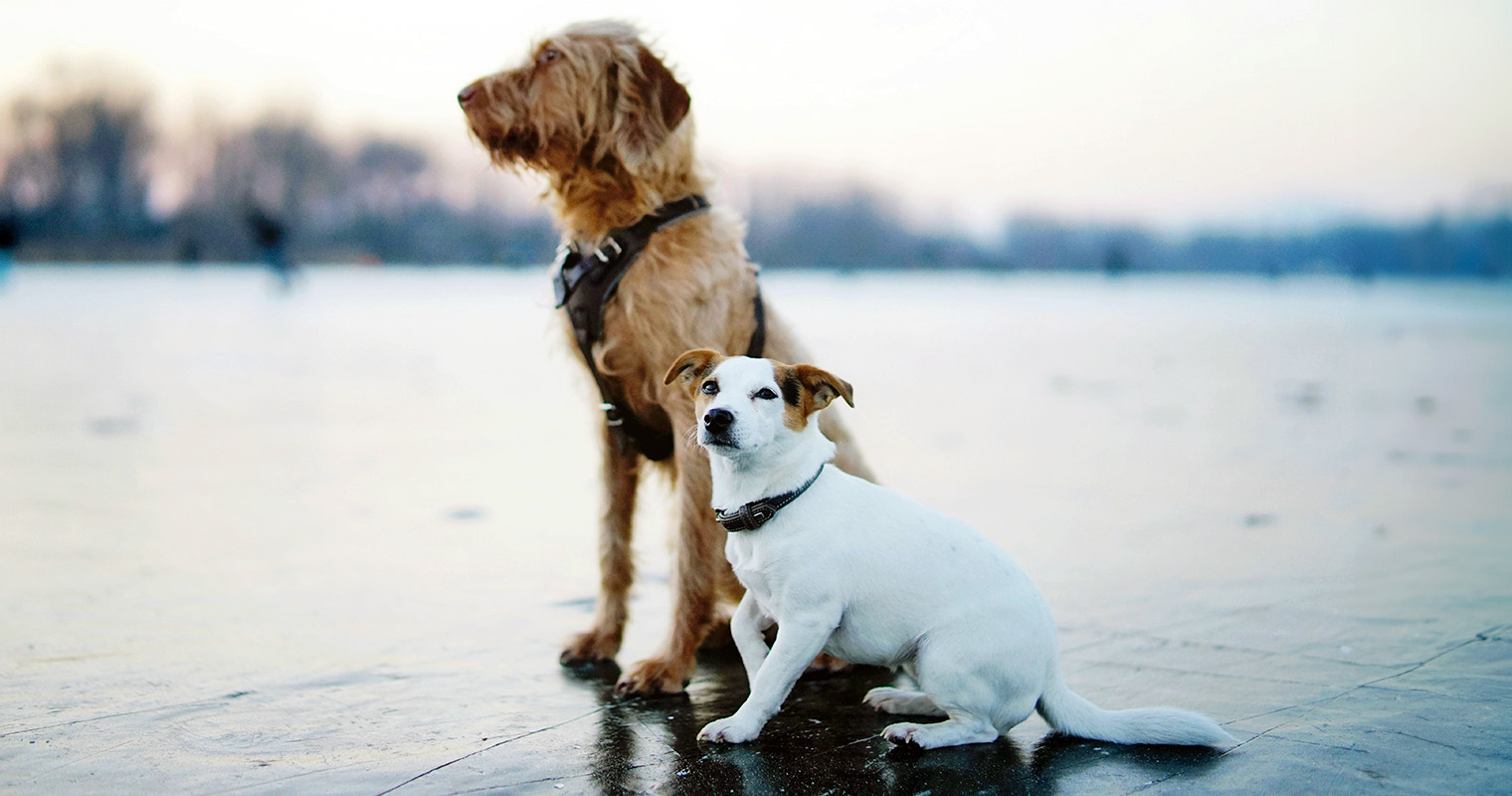 Do Small Dogs Show More Aggression Than Large Dogs? Understanding ...