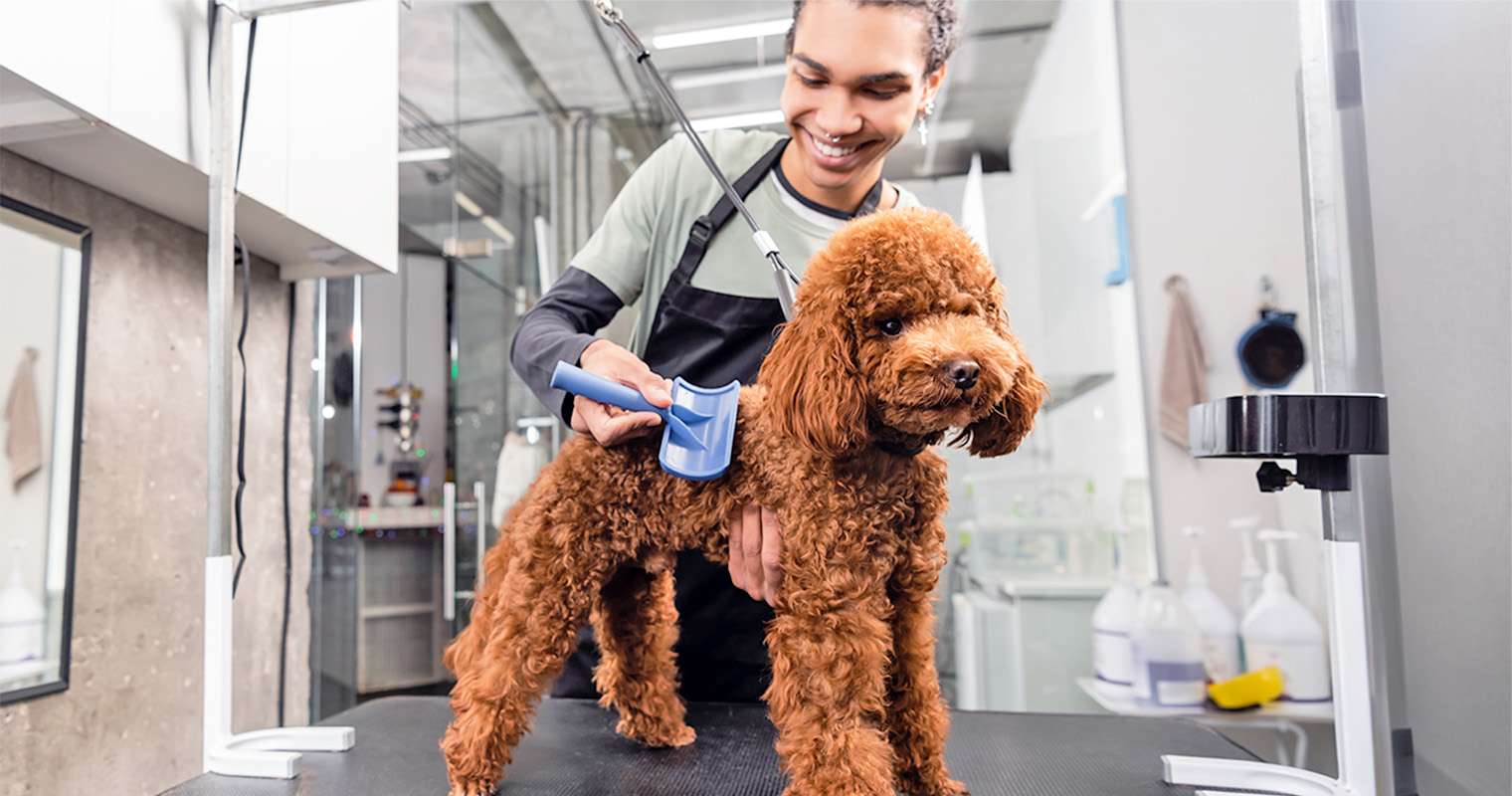 How Much Does Dog Grooming Cost? (2026 Average Prices)