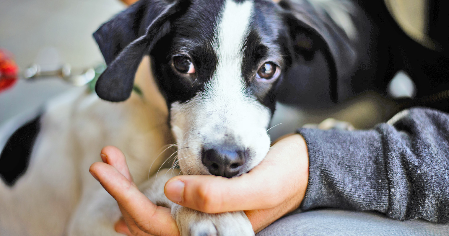 How to Volunteer at an Animal Shelter?