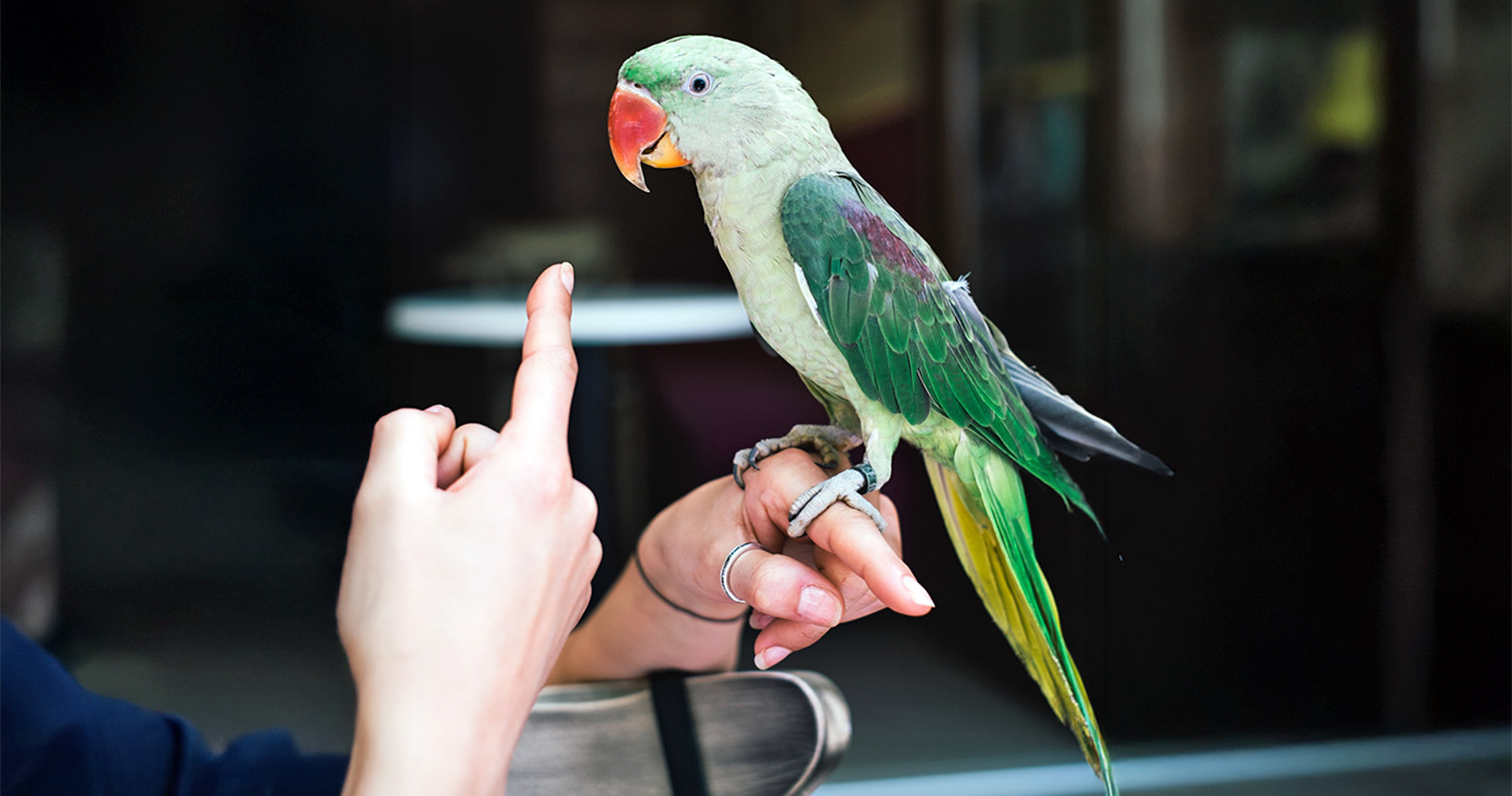 What to Consider When Adopting a Parrot