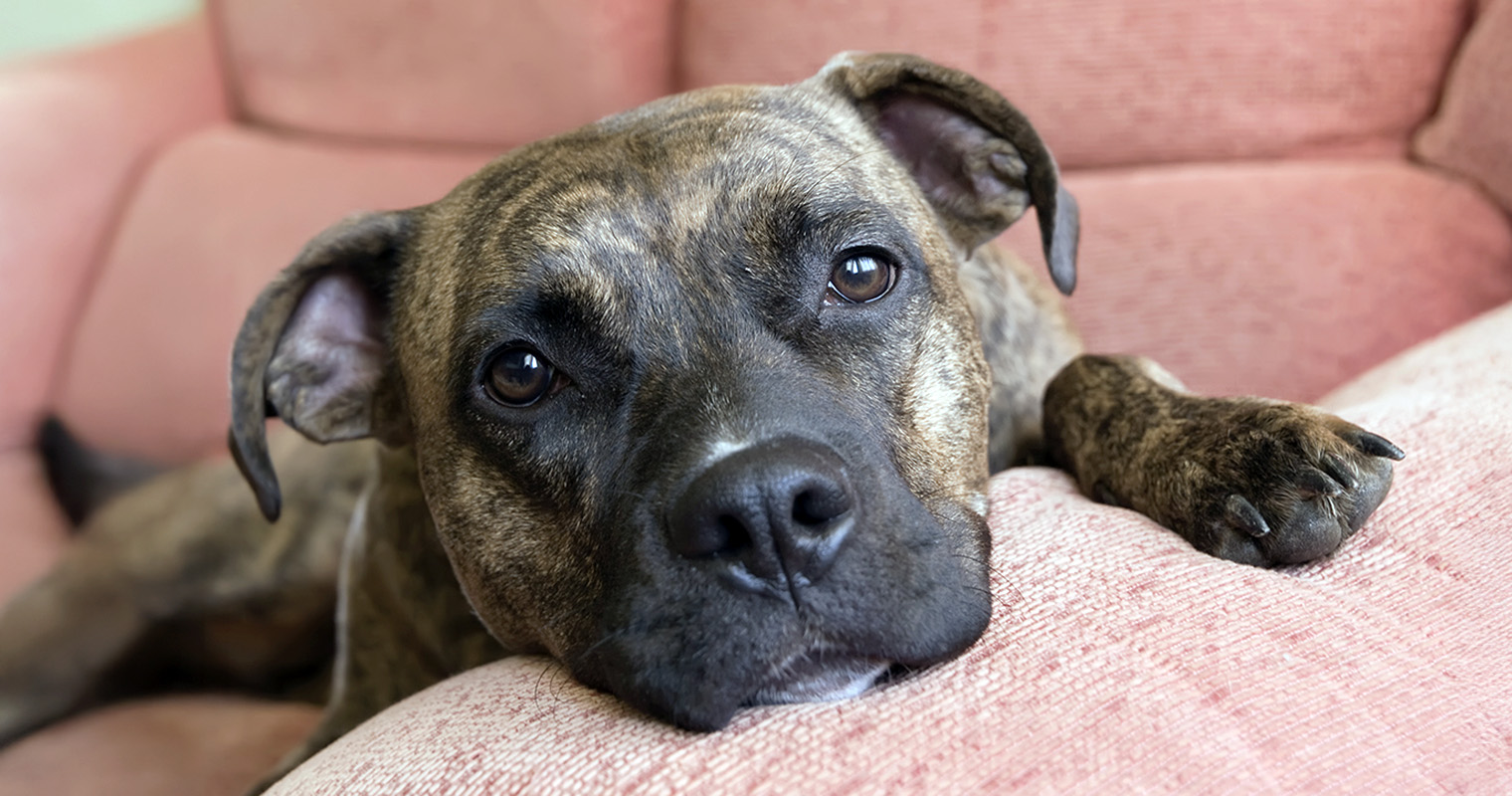 Pibble Dogs and Why We Love Them