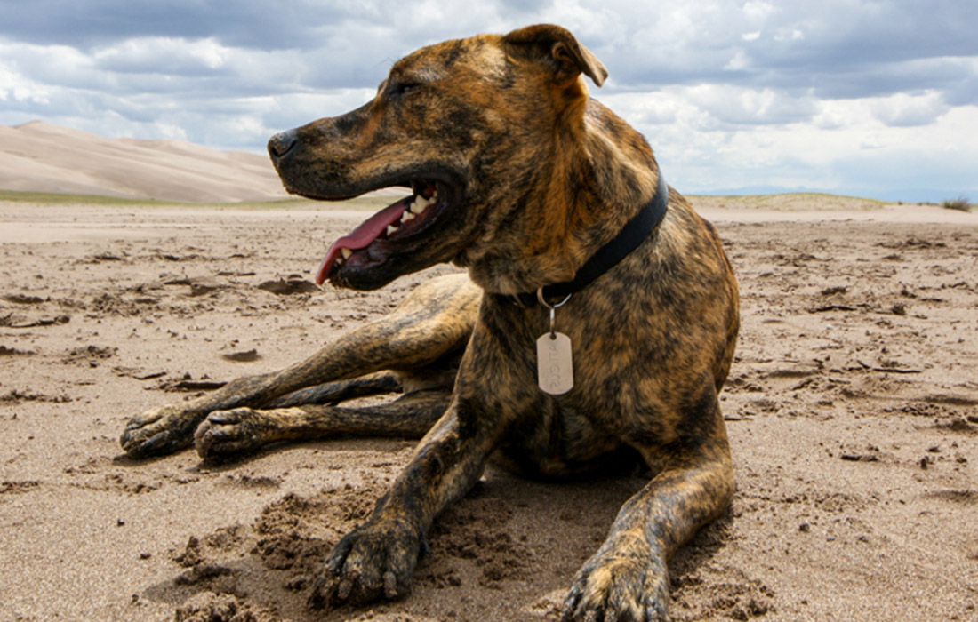 Plott Hound