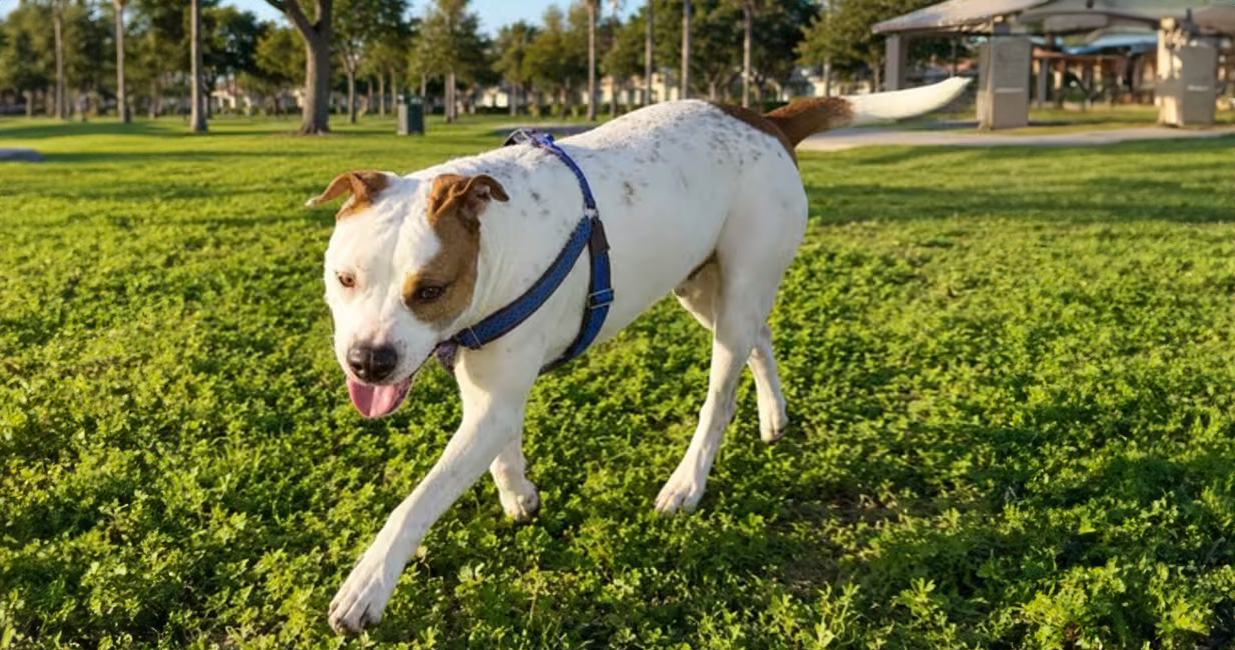 Pets of the Week: Meet 3 Colorado Dogs Looking for Their New Best Friend
