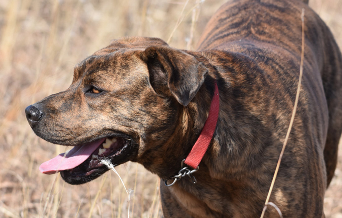 Breeds Are Mountain Curs Hypoallergenic