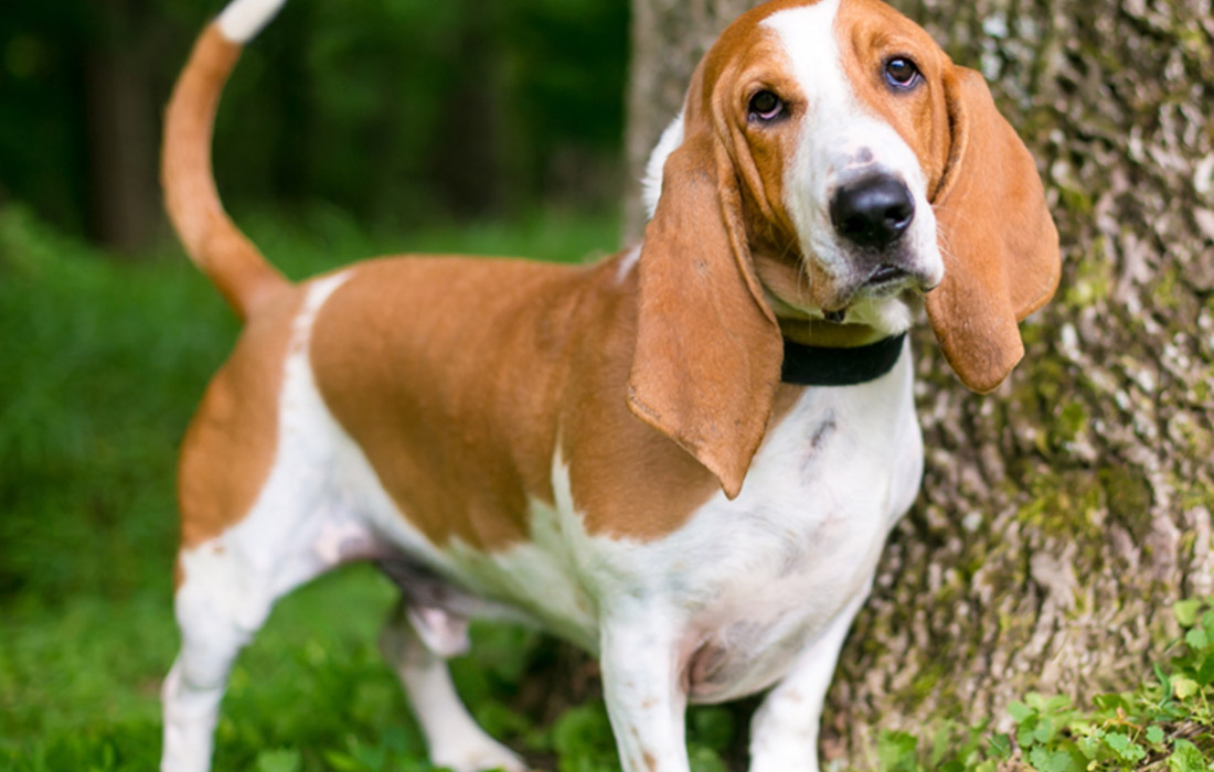 Lemon Basset Hound Beagle Mix