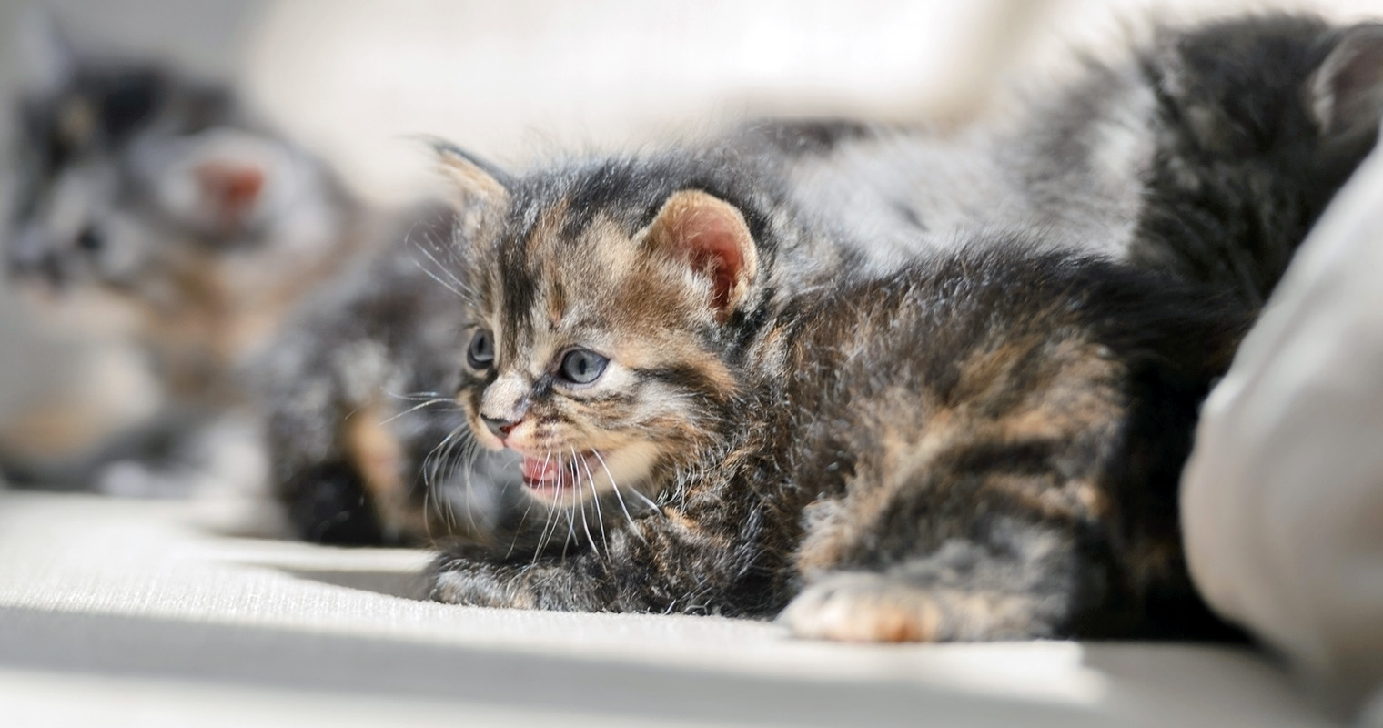 Feline Pituitary Dwarfism Adopting A Cat With Dwarfism