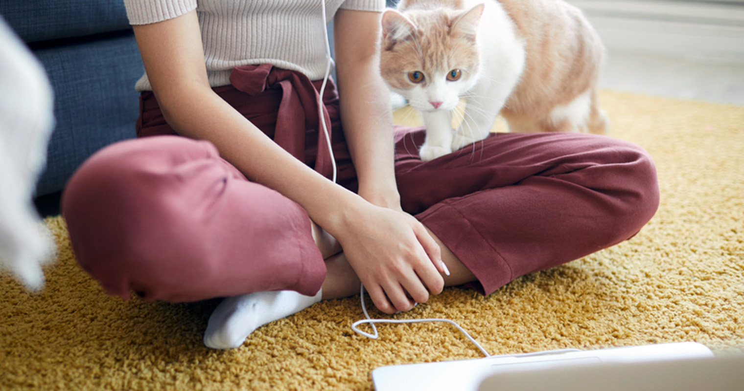 How Do I Find A Home For My Cat?