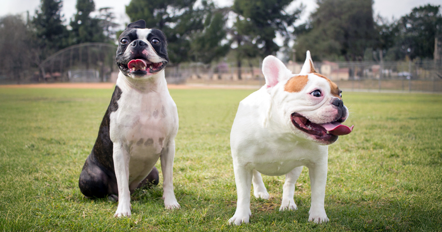 Boston Terrier vs. French Bulldog