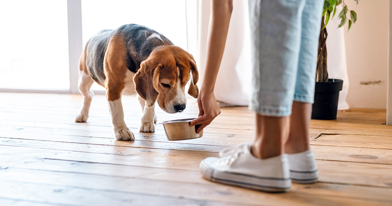 Adult Dog Feeding Schedule