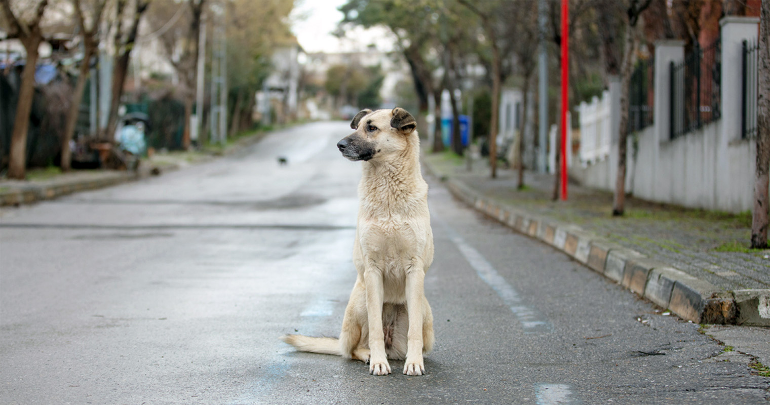 What To Do With A Stray Dog: The Big Dos and Don’ts