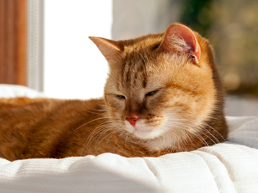 6 Behavioral Signs of Pain in Cats