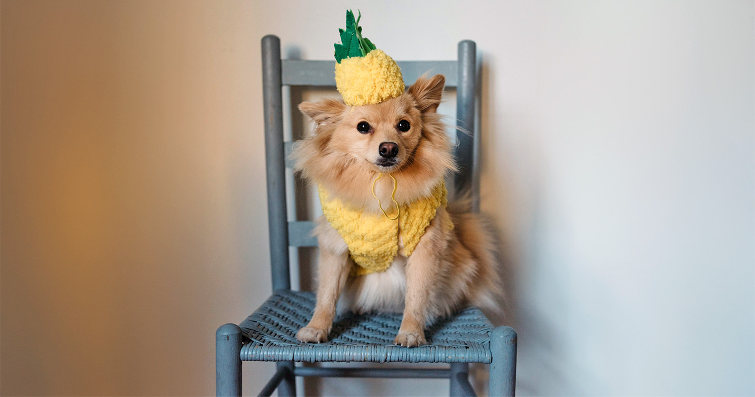 200+ Food Names for Dogs Who Love to Eat