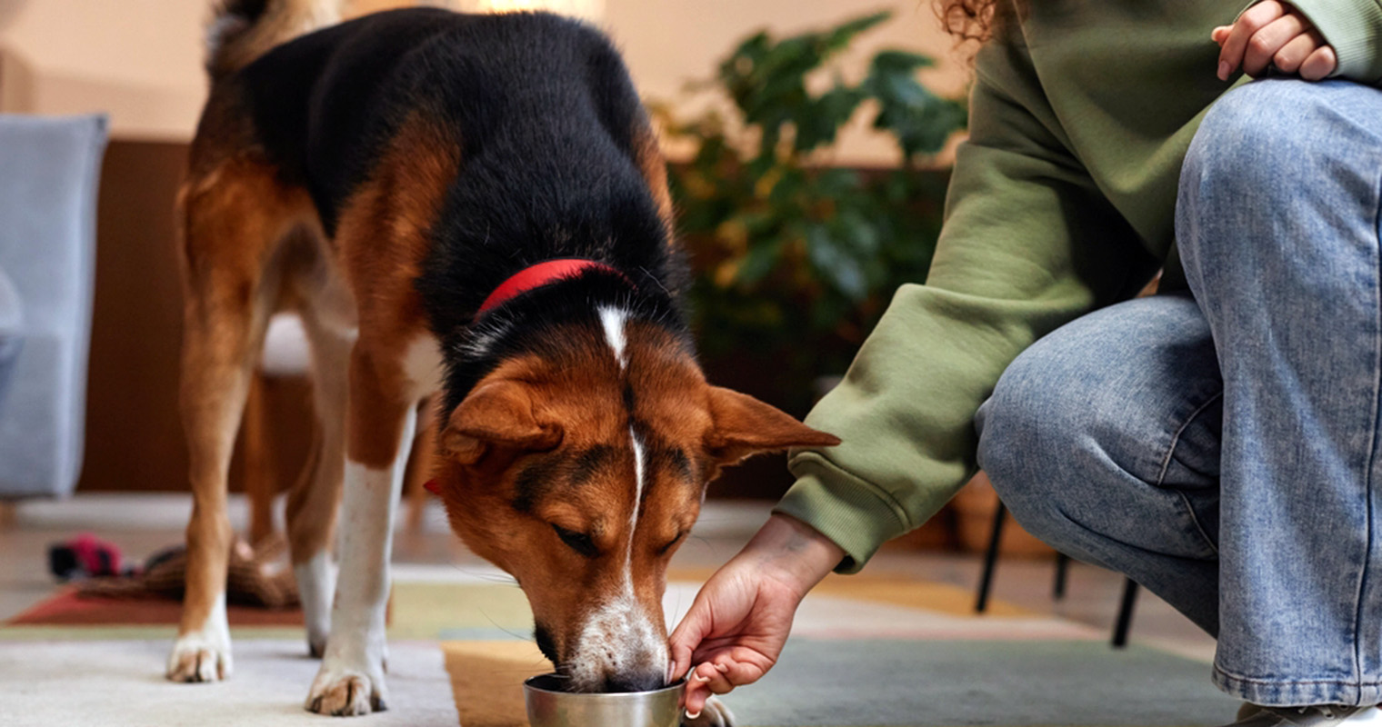 Will A Dog Eat Itself To Death?