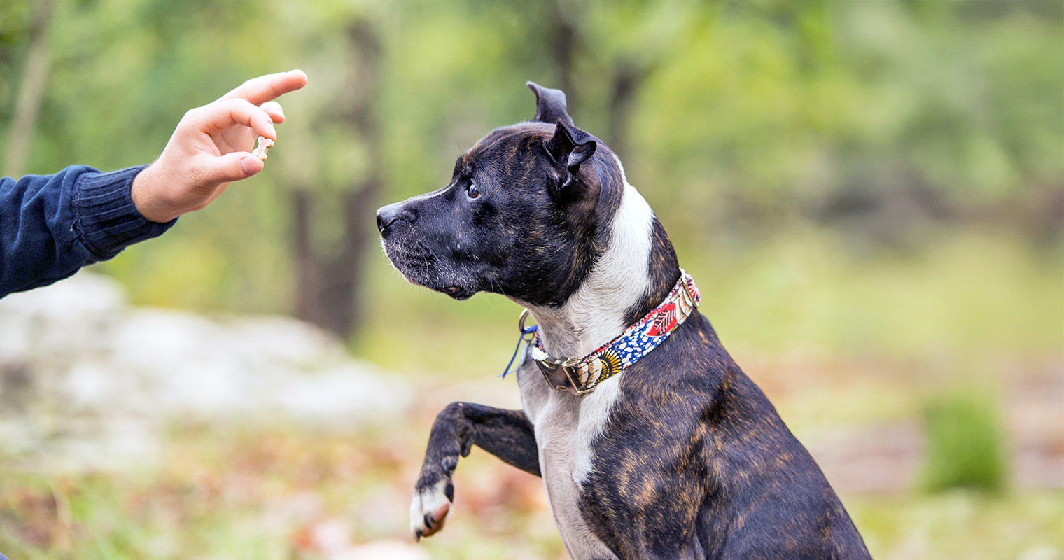 You Can’t Teach an Old Dog New Tricks? Think Again—Here’s How