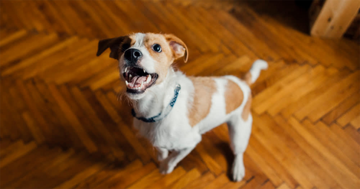 Why Is My Dog Hyper At Night?