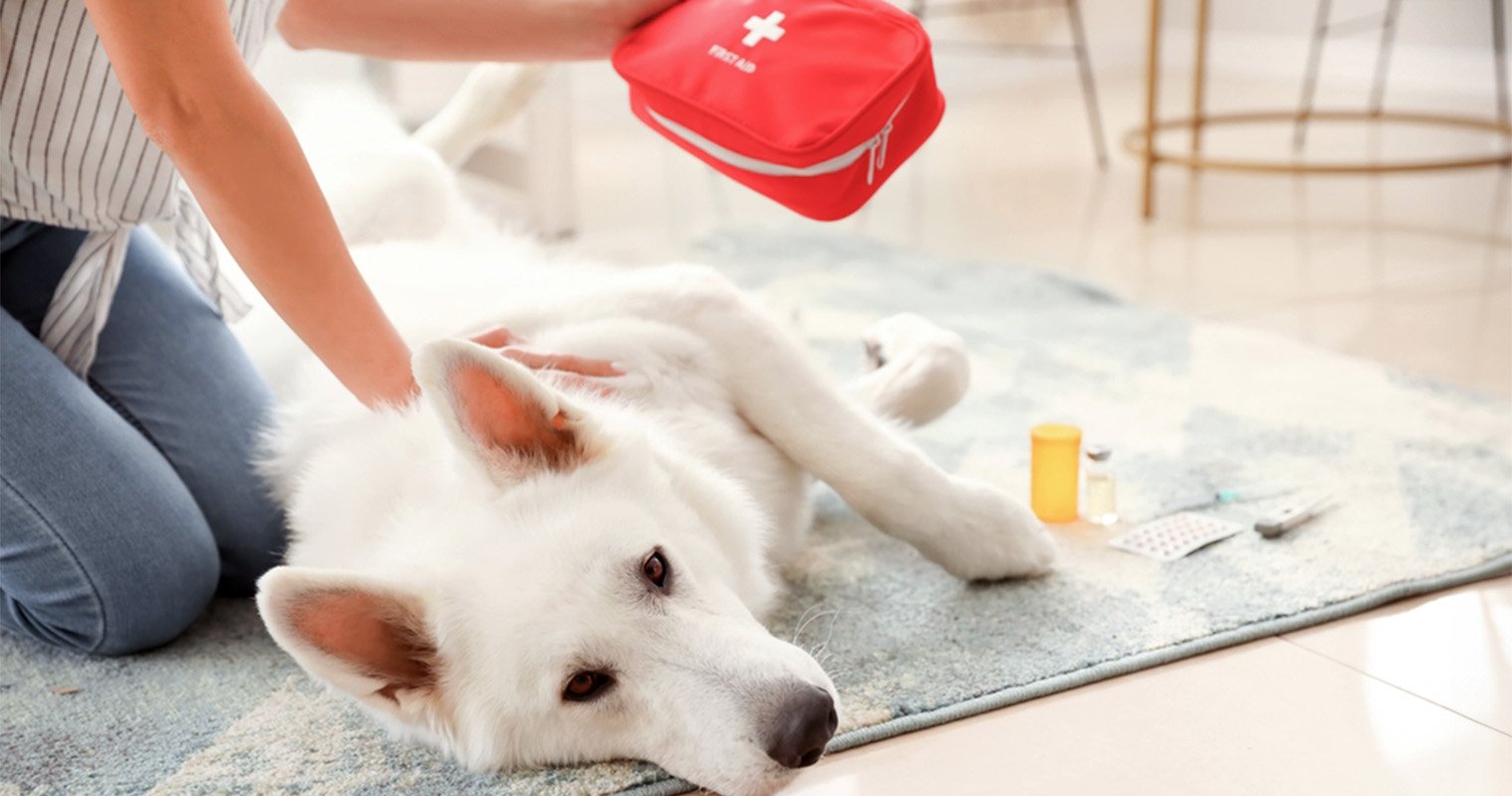 What Should I Include in My Pet’s First Aid Kit?