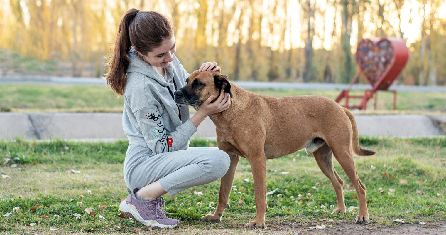 How Do You Get a Stray Dog to Come to You?