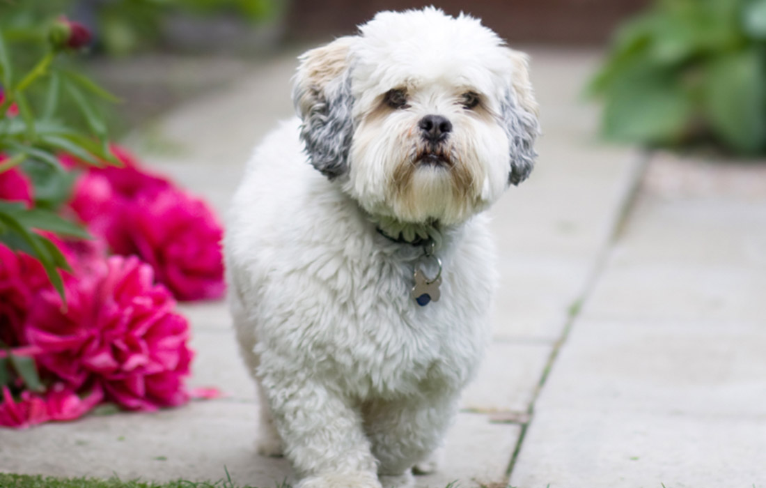 Lhasa Apso Breed Information