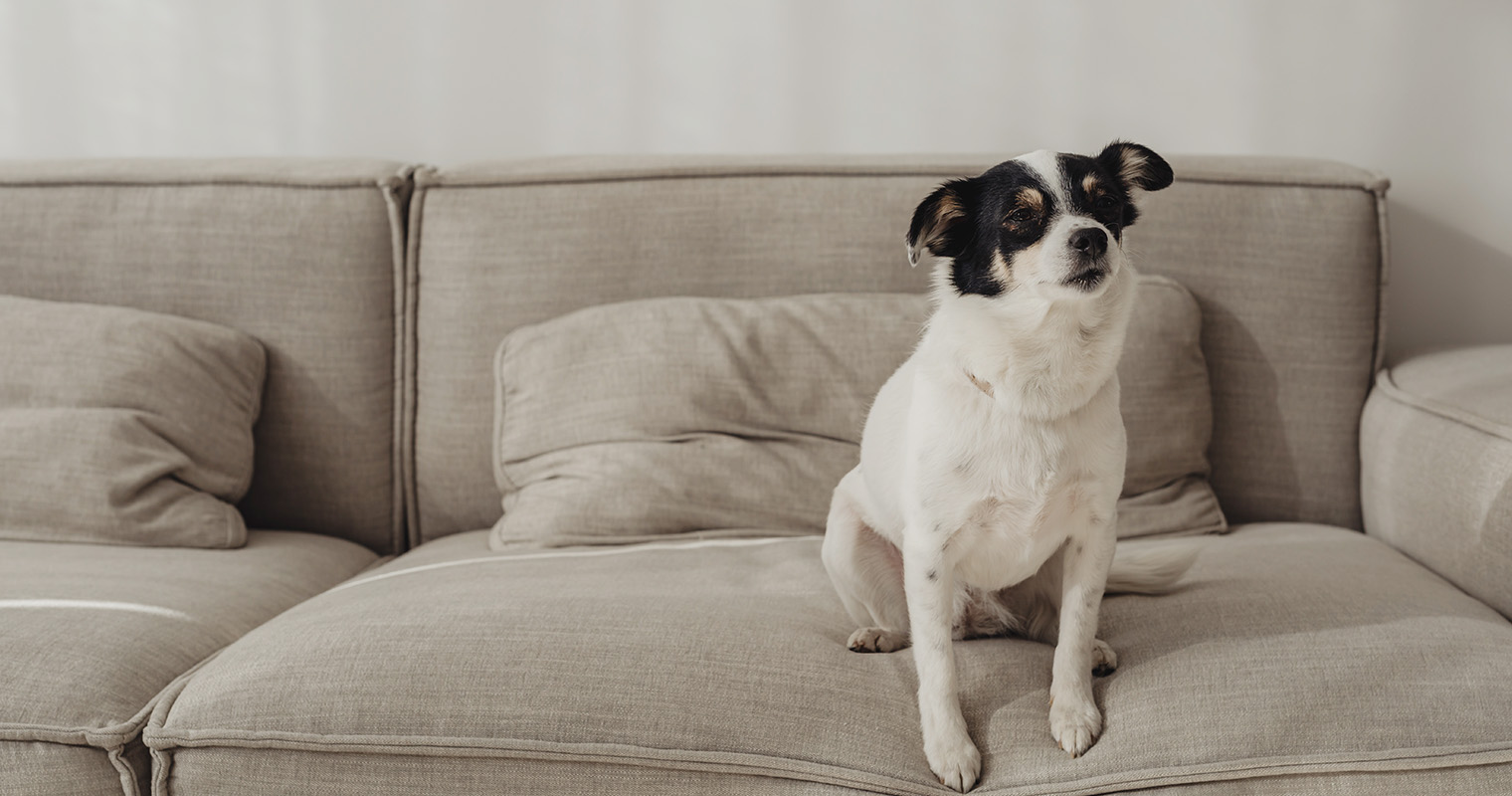 Help! How Do I Keep My Dog Off My Couch
