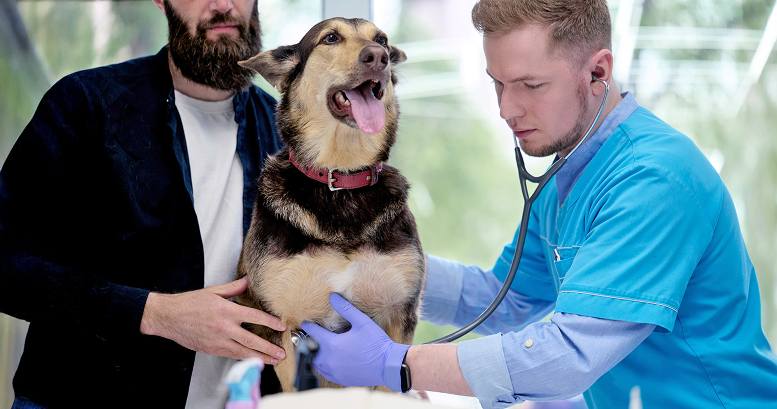 How Much Do Vet Appointments Cost? A Cost Breakdown