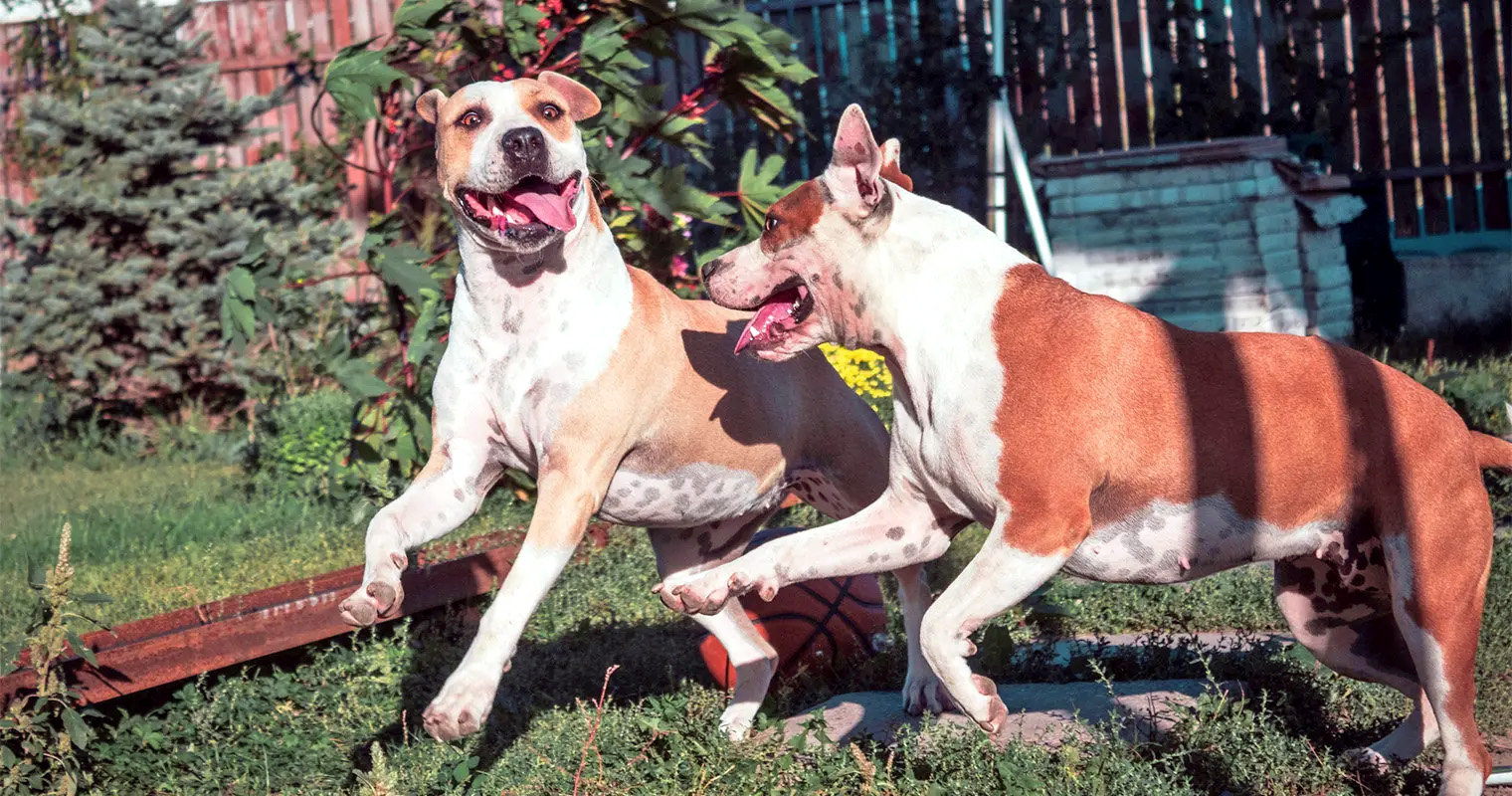 The Pros and Cons of Getting a Second Dog: Adoption Advice