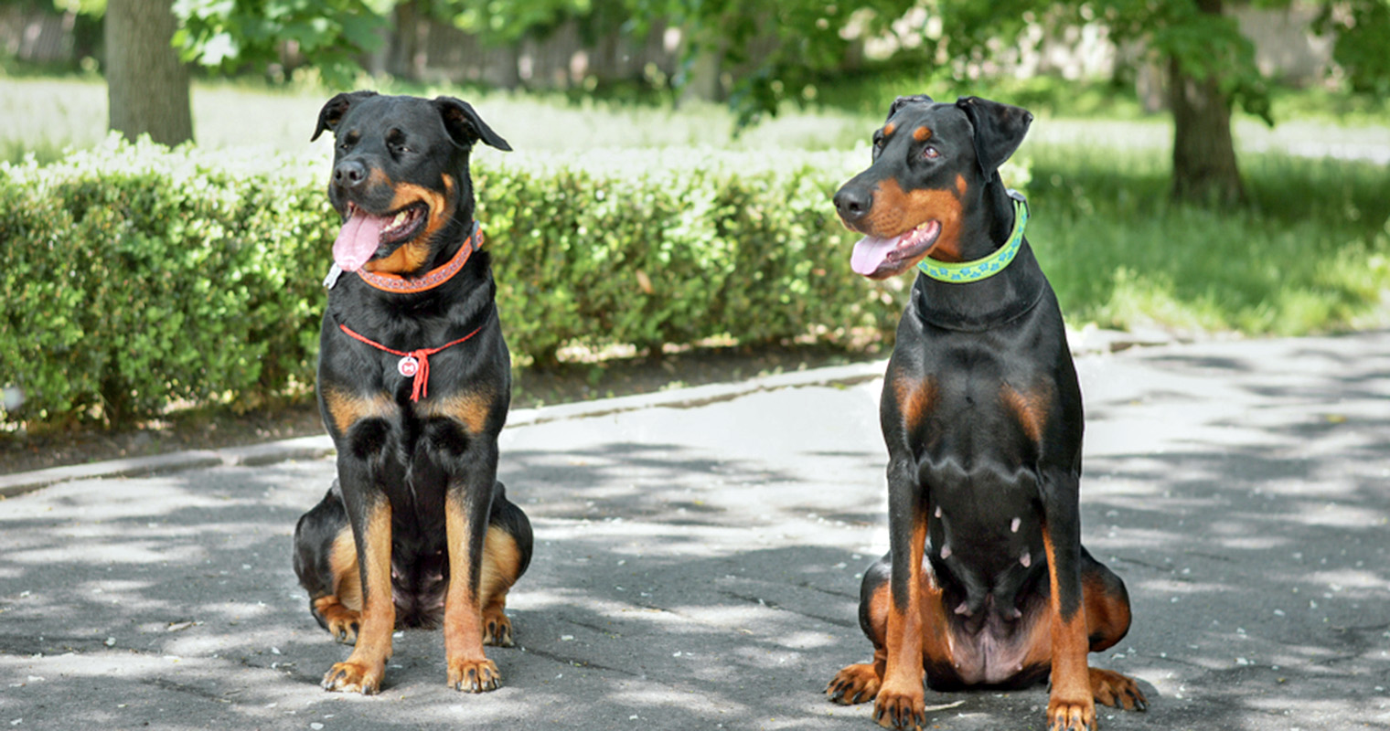 Rottweiler vs. Doberman: Which Is Right for You?