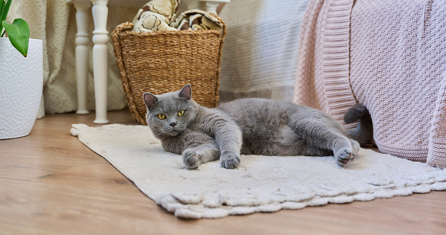 Advice on How to Cat-Proof Your House