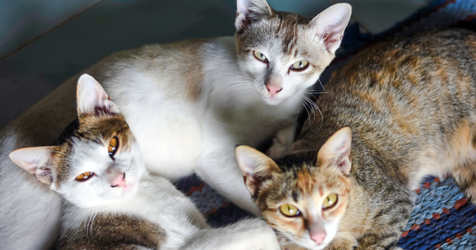 different cat colorings