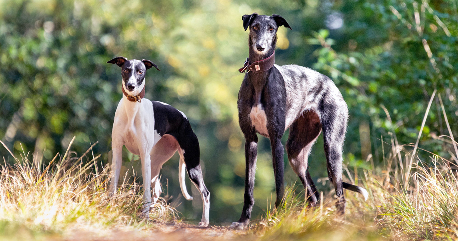 Whippet vs. Greyhound vs. Italian Greyhound
