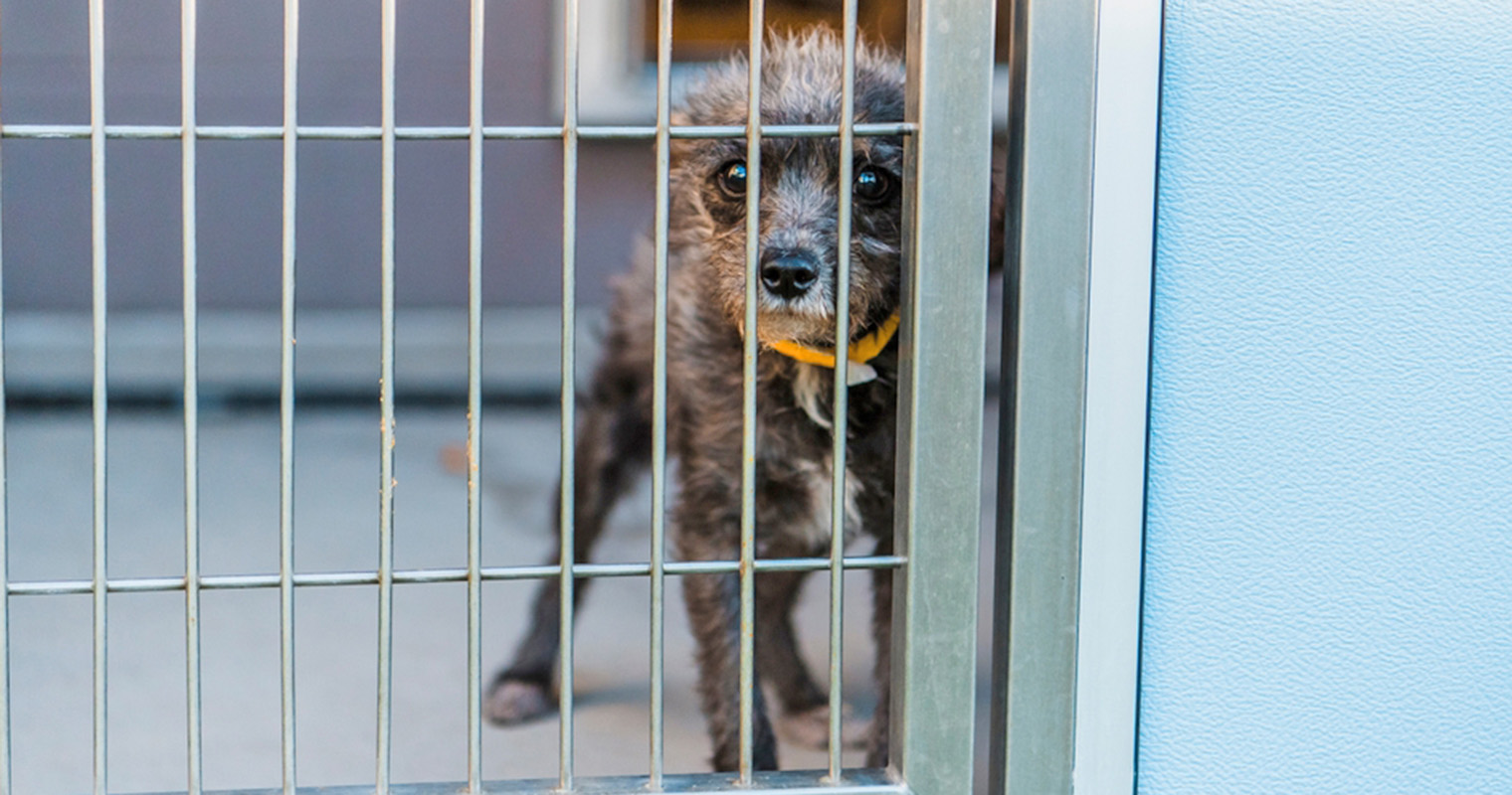 What Is the One-Bite Rule?