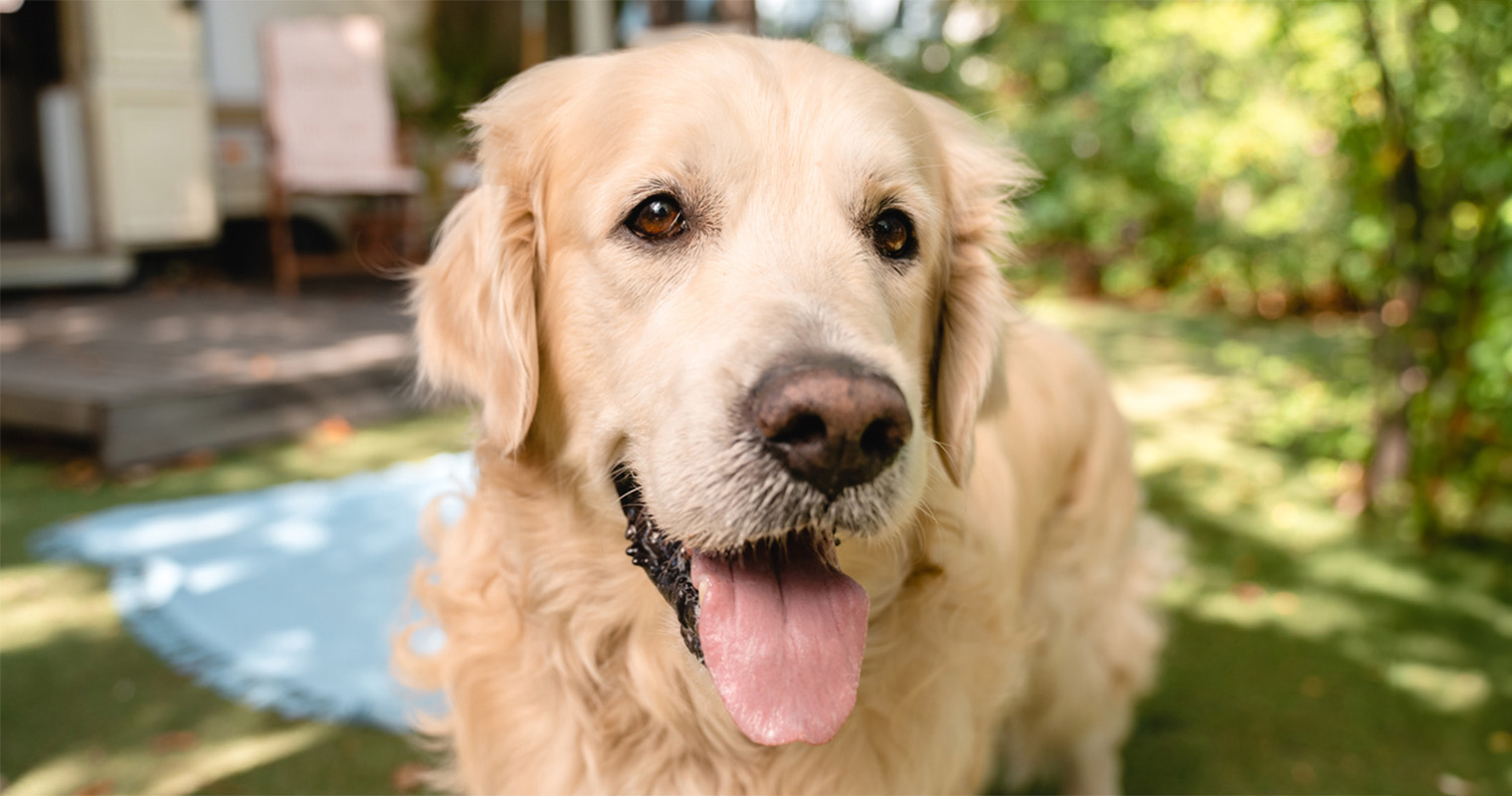 What is a Reasonable Rehoming Fee for a Golden Retriever?