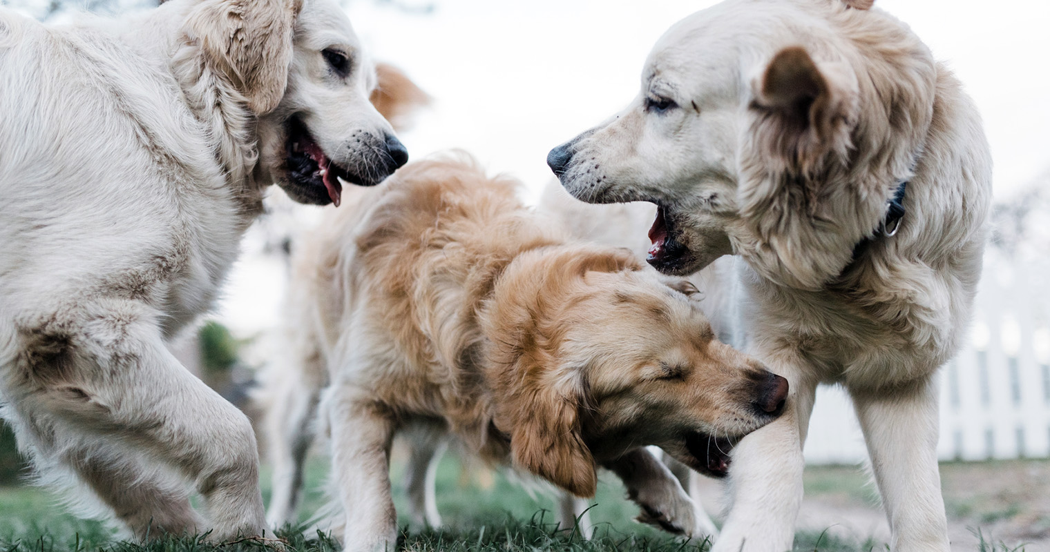 How Can I Stop My Dogs From Fighting?