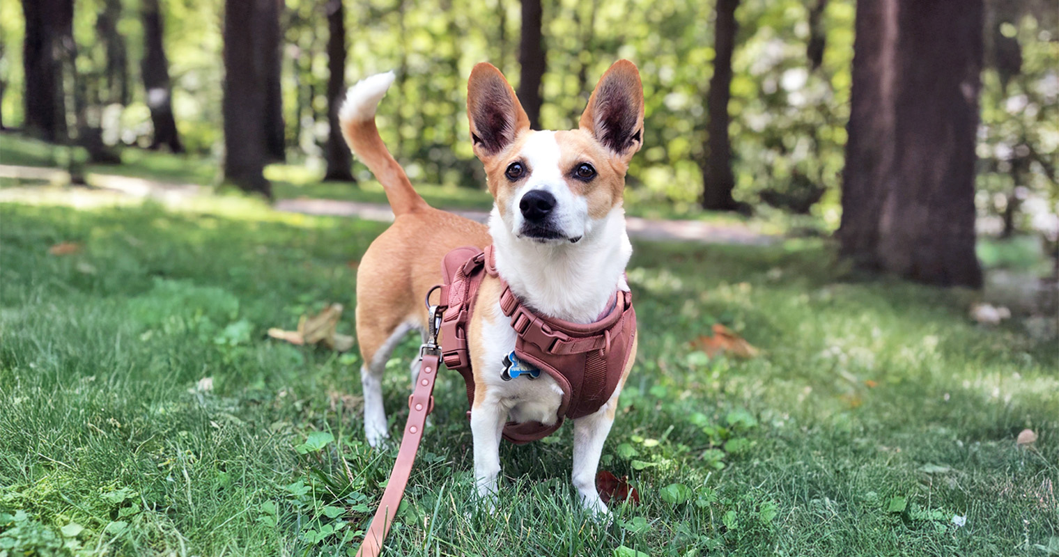 Corgi Mixes: Common Traits of Corgi Breeds