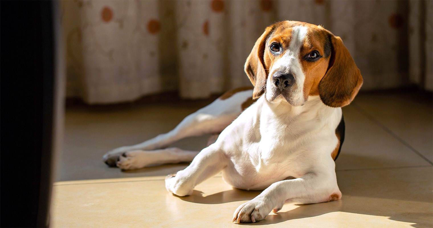 How Do I Rehome My Beagle?