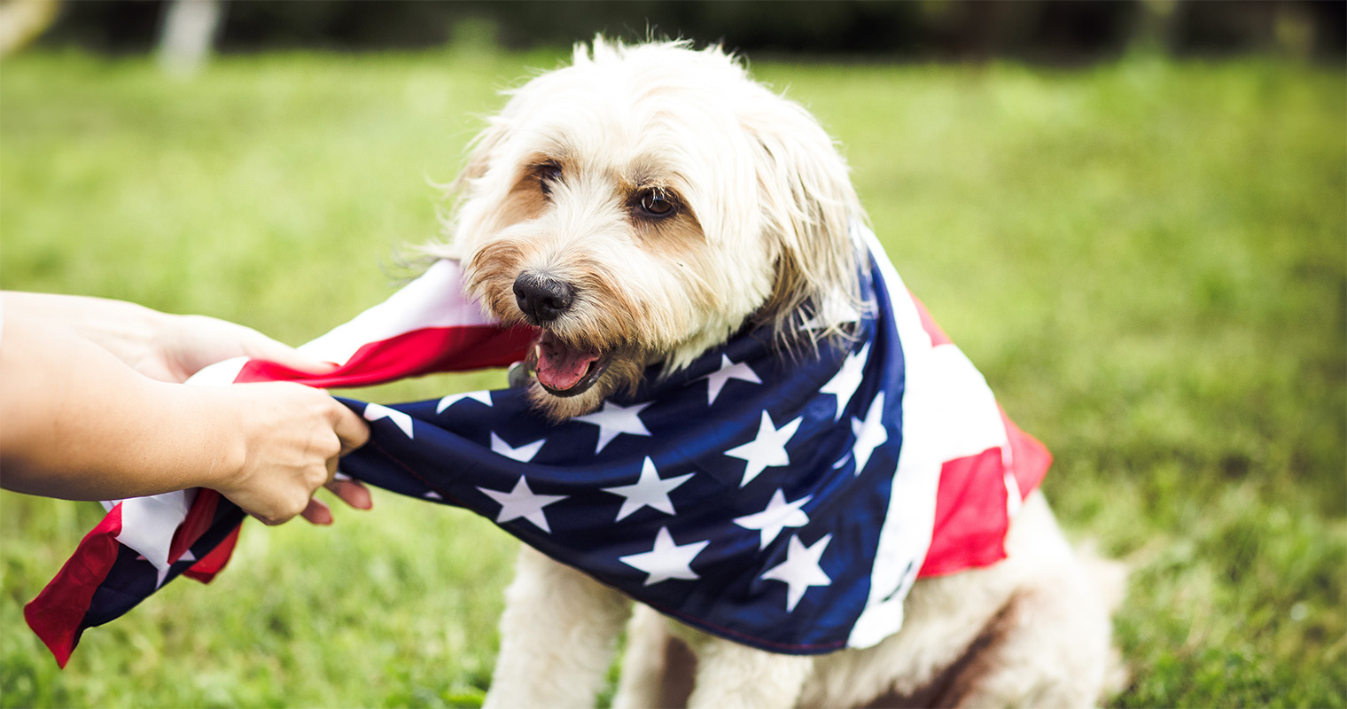 Prepare your Pets for 4th of July