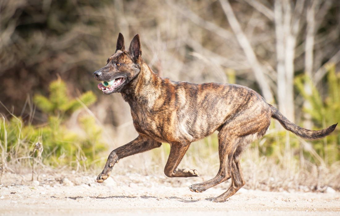 Dutch Shepherd Mix Ozzy, 8 Week Old, Dutch Shepherd X Malinois Dutch