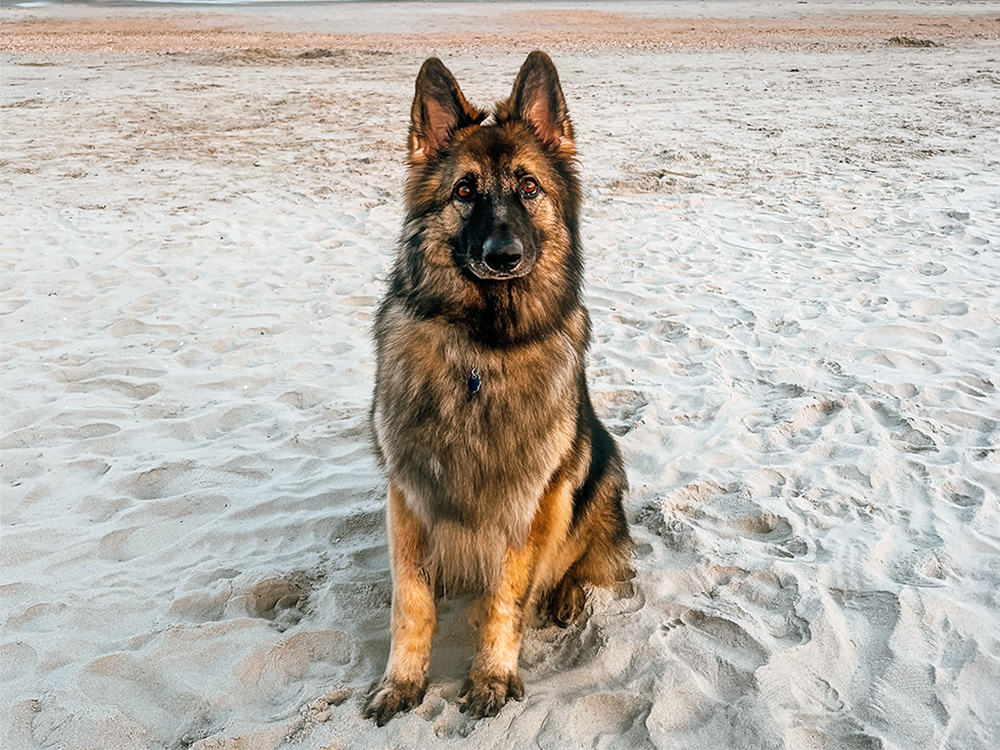 German Shepherd Look Alike Breed