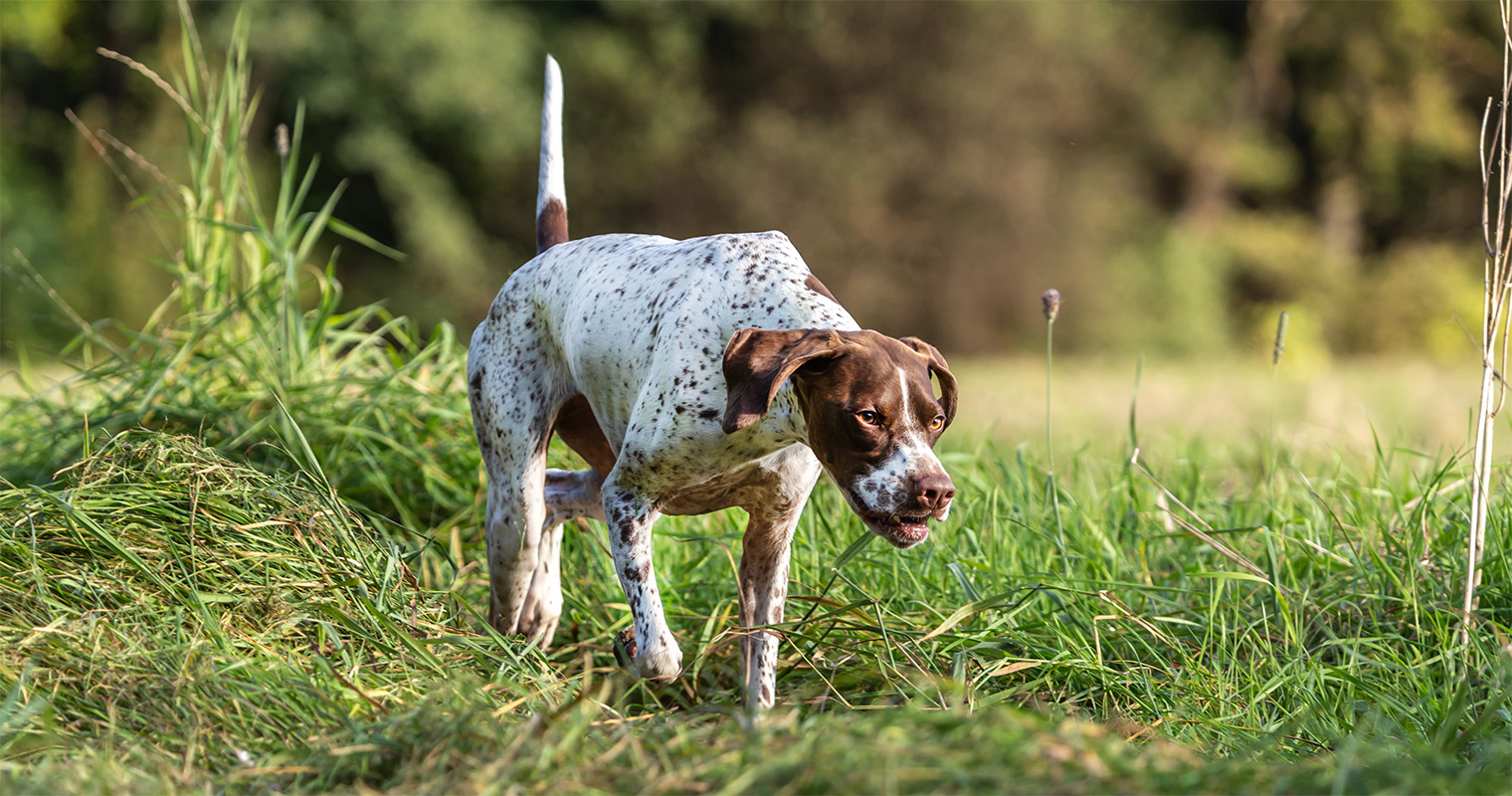 Hunting Bird Dog Names