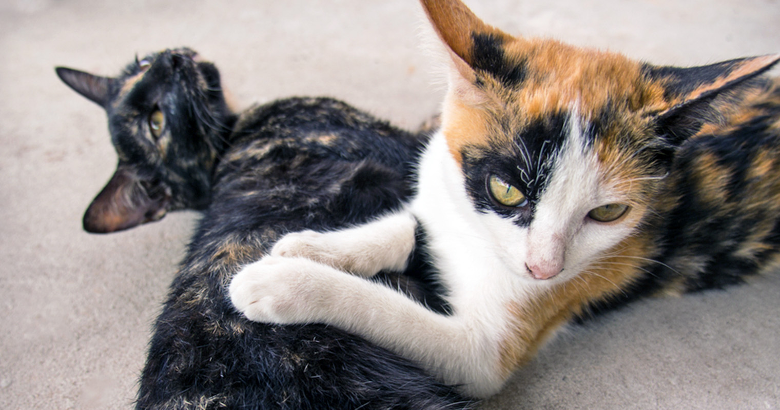 Tortoiseshell Cat Vs. Calico: The Difference Between Them
